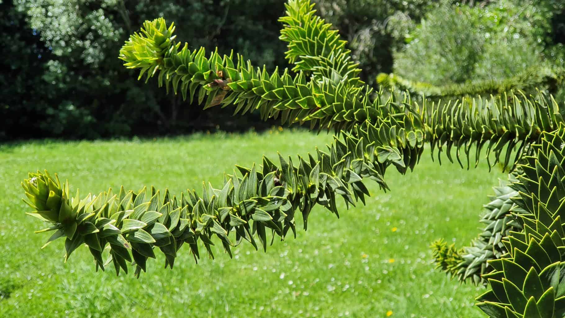 Arboretum - Bason Botanic Gardens - Whanganui
