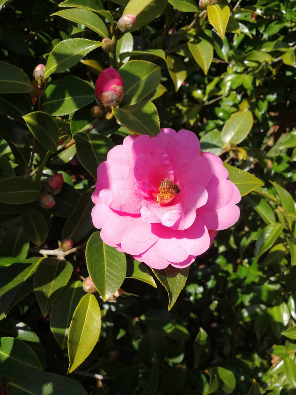 Spring Gardens - Bason Botanic Gardens - Whanganui
