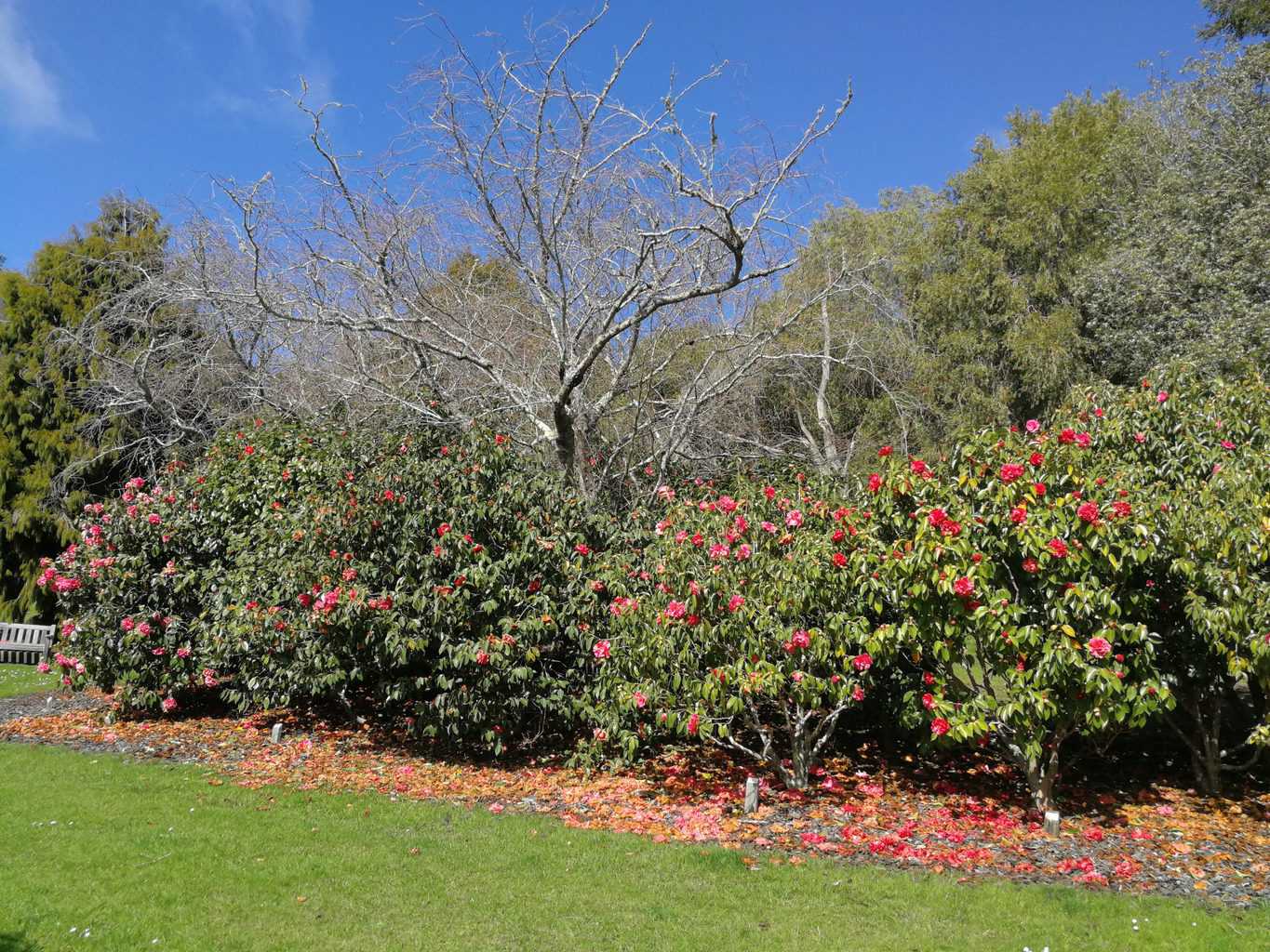 Spring Gardens - Bason Botanic Gardens - Whanganui