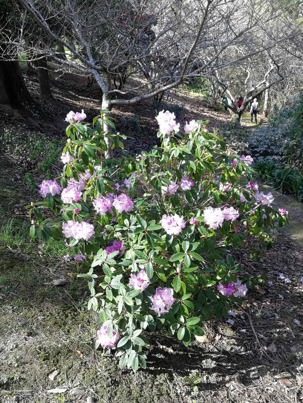 Spring Gardens - Bason Botanic Gardens - Whanganui