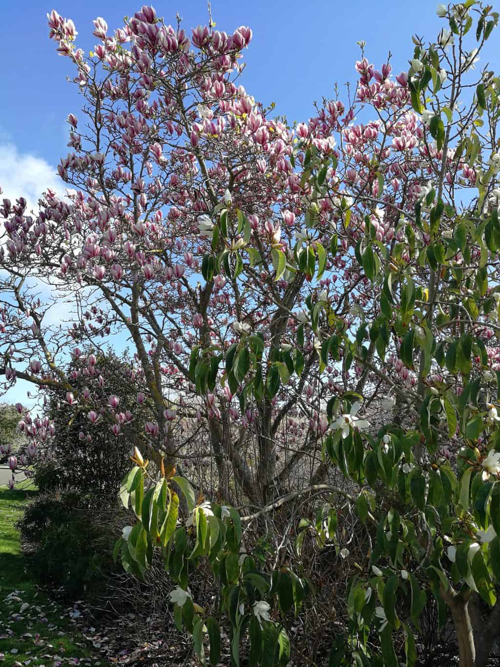 Spring Gardens - Bason Botanic Gardens - Whanganui