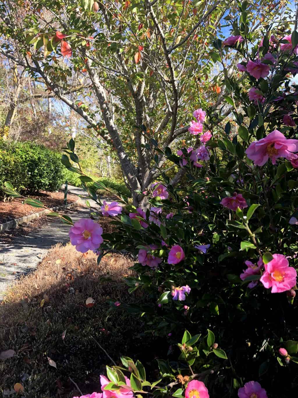Spring Gardens - Bason Botanic Gardens - Whanganui