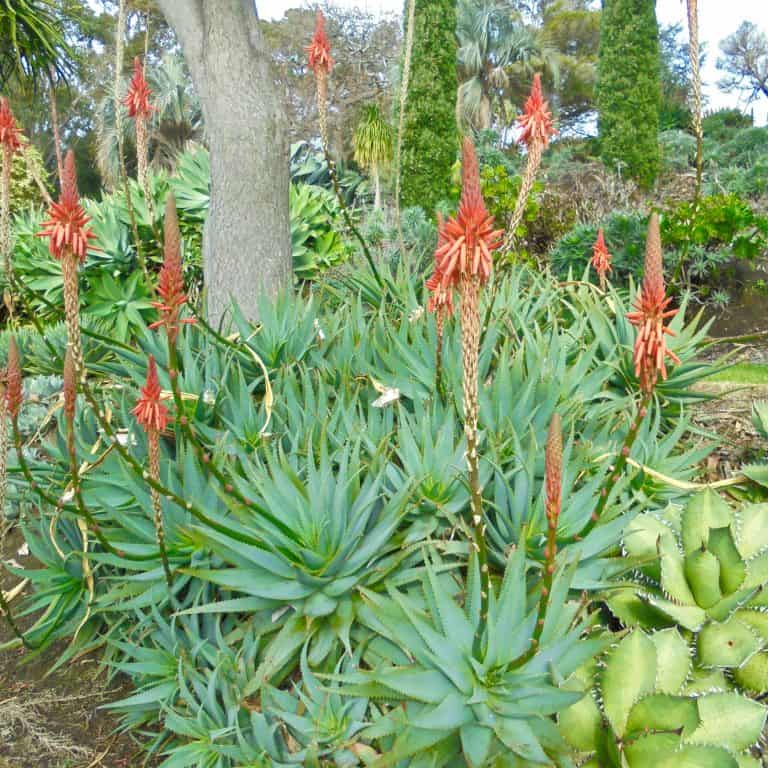 Aloe arborescens - Bason Botanic Gardens - Whanganui